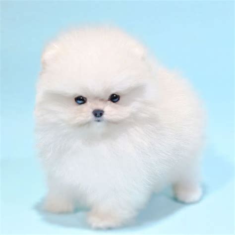 포메라니안분양포메분양