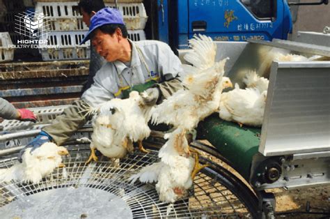 40000 Automatic Bird Harvesting Broiler Cage Project In Philippine