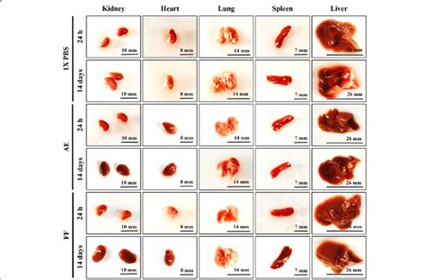 Morphological Analyses Of Organs Extracted From Necropsy Of Balb C Mice Download Scientific
