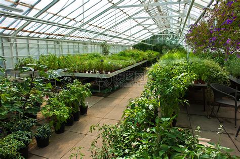 充满植物和花朵的温室里文化苗圃光合作用衣架商业寝具绿色植物植物学植物群生产高清图片下载 正版图片320682881 摄图网