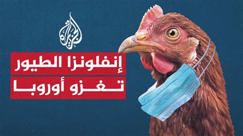 وباء يغزوها منذ 2021 أوروبا تشهد أسوأ موجة إنفلونزا طيور في تاريخها