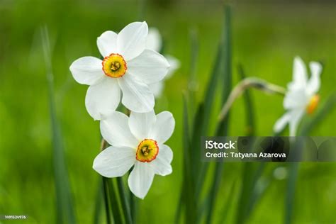 하얀 수선화는 공원에 꽃을 피운다 봄에는 밝은 녹색 잔디입니다 수선화 꽃 클로즈업 초점이 흐려진 보케 선택적 초점 피 꽃무늬 침대 자연 배경입니다 사순절 백합 0명에 대한