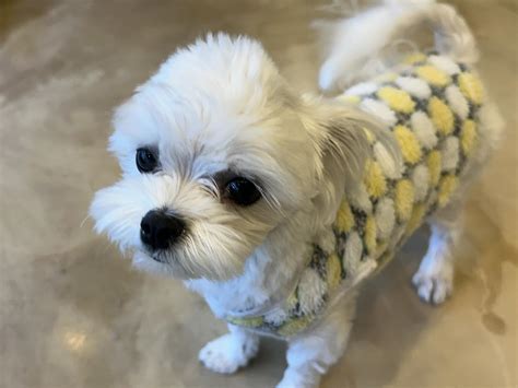 말티즈 우유 티컵말티푸분양하는곳 티컵푸들분양하는곳 티컵강아지분양하는곳 화이트비숑프리제분양 화이트포메라니안분양 화이트말티즈분양