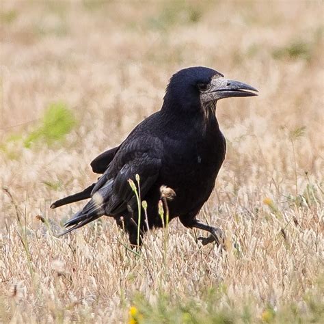 Birding Bird Watching In Sweden Rook Råka