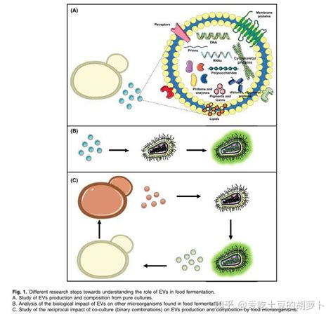 食品生物技术中的胞外囊泡 Extracellular Vesicles In Food Biotechnology 知乎 食品生物技术中的胞外囊泡 Extracellular Vesicles In Food Biotechnology 知乎