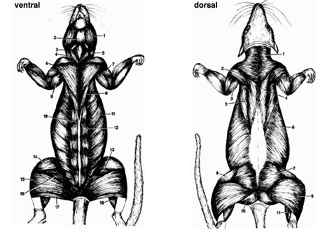 Rat Muscles Diagram Quizlet