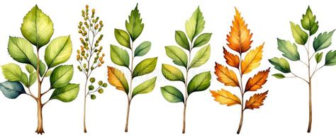 Collection Of Vibrant Leaves Showcasing Seasonal Color Transitions And