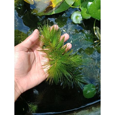 Jual Tanaman Gangang Air Ceratophyllum Demersum Shopee Indonesia