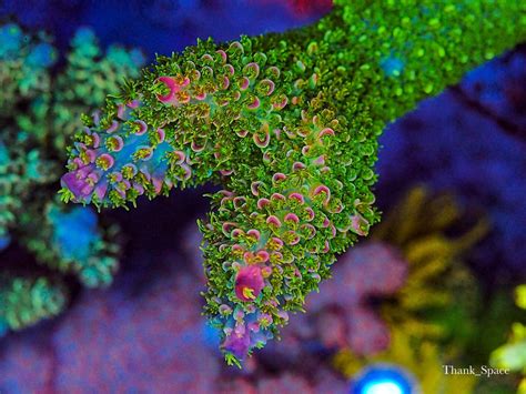 The Secret Of Coral Health Growth And Color Icon Helius Program