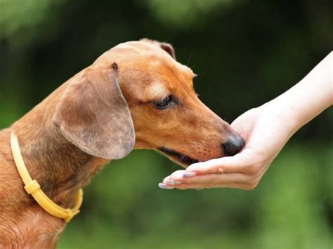 Que Faire Si Le Chien Mange Mal