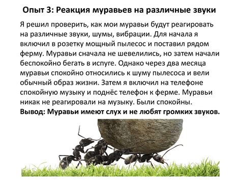 Моя муравьиная ферма презентация онлайн