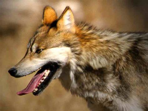 Wolf Pictures And Facts Page 4