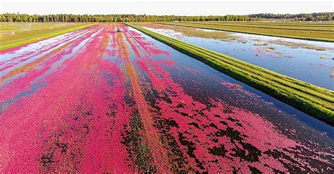 Lake Nokomis Cranberries Done Photo Imgur