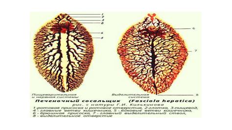Основы гельминтологии Тип Плоские черви Класс Сосальщики