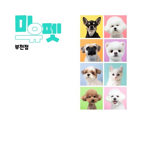 요미독 안양점 정확한 말티 외모속 짧은 머즐과 높은각도의 액단 짧은다리와 짧은체장 부드러운 크림모색까지 아장 아장 거리는 모습이 너무 귀엽네용~d 010 6665