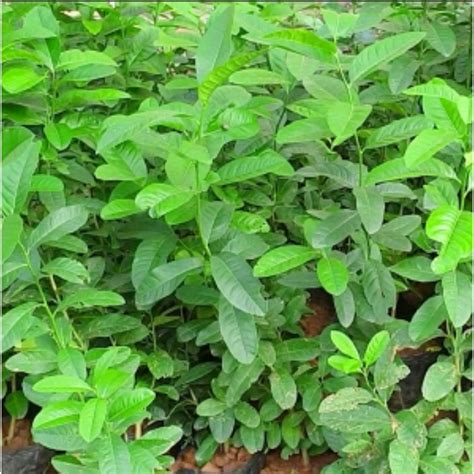 CÂY CHANH VÀNG MĨ GIỐNG caygiongbazanxanh Shopee Việt Nam