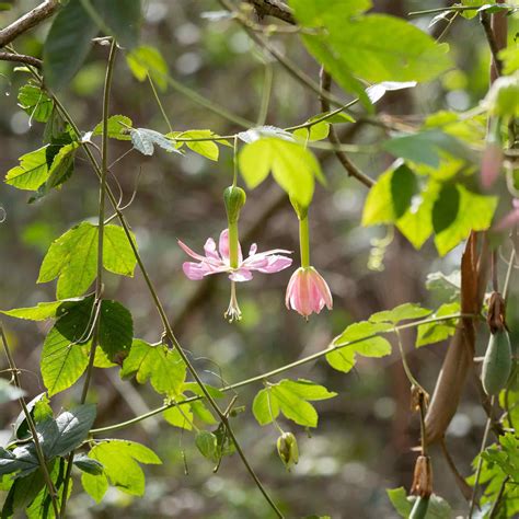 Passiflora Seeds Banana Passion Fruit Flower Seeds Eden Brothers