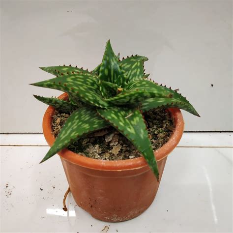 Aloe Jucunda Nurserybuy