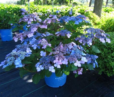 17 Best Types Of Purple Hydrangea Varieties