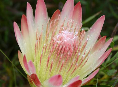 Protea Ruby Blush Coastal Gardens Supplies And Hire