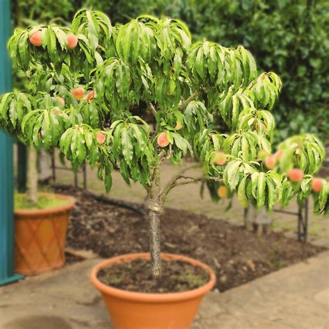 Patuljasta Breskva Rasadnik Obradović