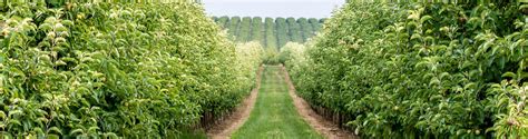 Jai Fusion Flex Eye Spectral Imaging Enables Fruit Yield