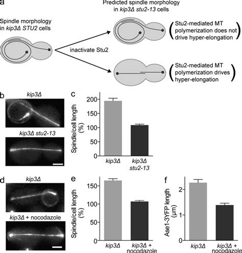 Suppressing Microtubule Polymerization Reduces Midzone Length And Download Scientific Diagram
