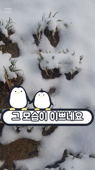 하얀 눈 속에 쪽파 Youtube