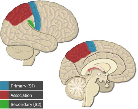 Brain Areas Responsible For Somatosensory Information Getbodysmart