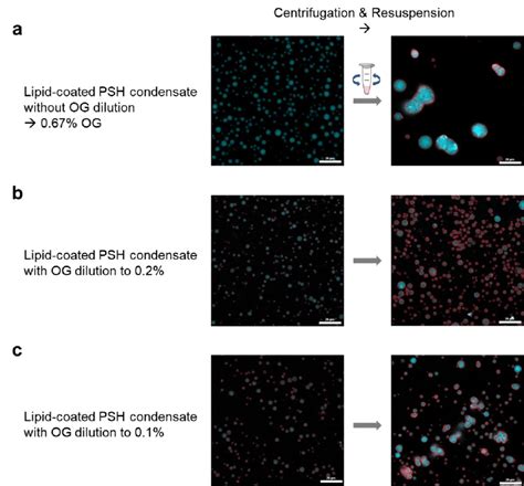 Figure S3 Confocal Images Of Lipid Coated PSH Condensates Before