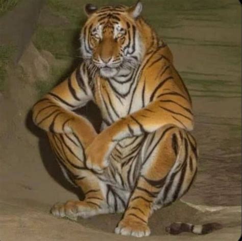 Tiger Sitting Meme Funny Animals Cat Memes Animal Memes