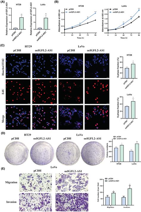 Igfl2‐as1 Overexpression Promotes Crc Cell Proliferation Migration