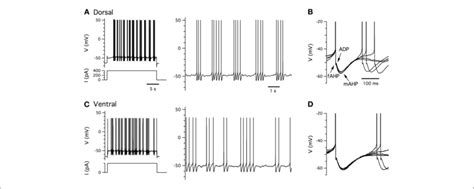 Clustered Firing Patterns Ac Examples Of Perforated Patch Clamp