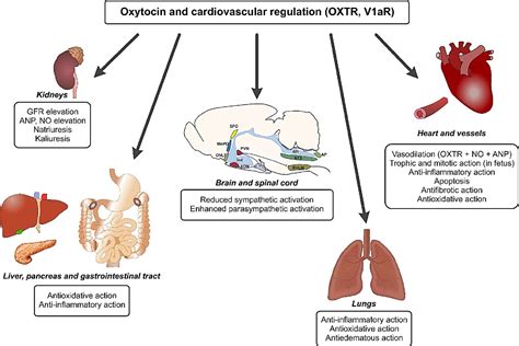 Figure 1 From Complementary Role Of Oxytocin And Vasopressin In