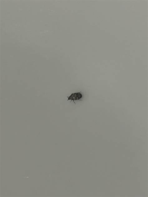 Found In House Us Midwest R Whatsthisbug