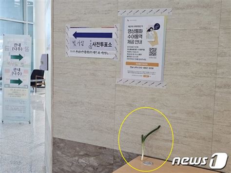 韓国総選挙、投票所に「長ネギ持ち込み禁止」という不思議な決定背景に大統領発言 写真枚 国際ニュース：afpbb News