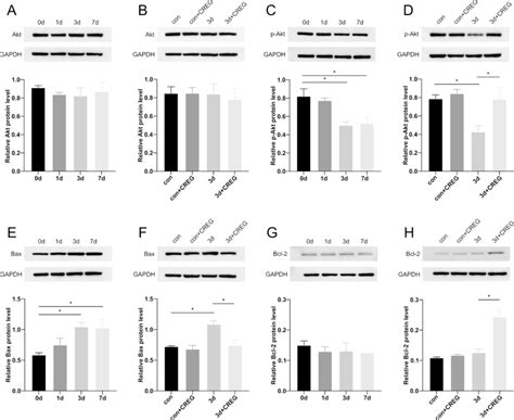 Creg Protected Against Riri Induced Apoptosis Via Akt Pathway And