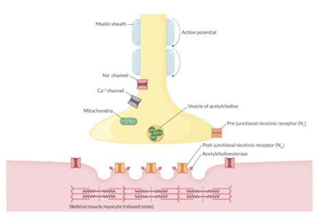 Neuromuscular Blockers And Reversals Flashcards Quizlet
