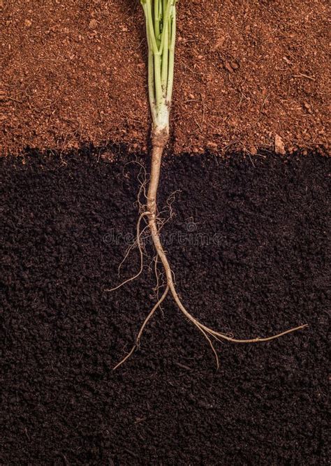 Sprout And Roots Stock Image Image Of Seed Issues Small 44584903