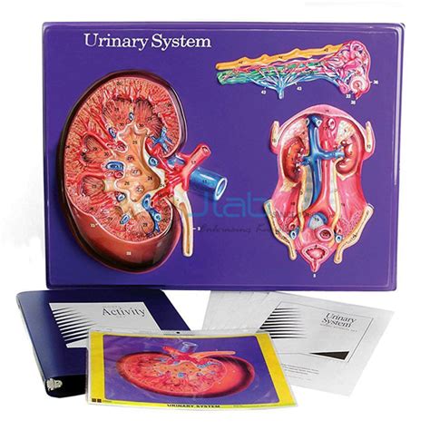 Urinary System Model India Manufacturers Suppliers Exporters In India