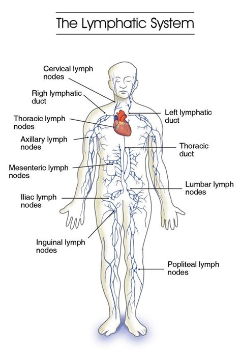 Labeled Diagram Of The Lymphatic System Knitive