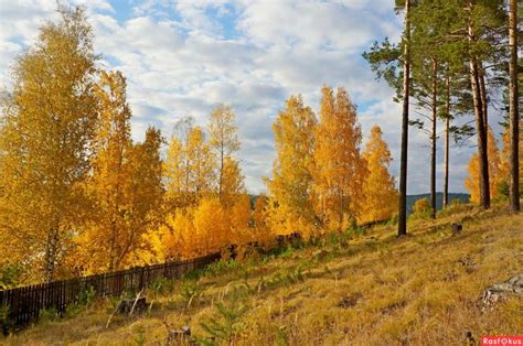 Фото Меж берёз и сосен тихо бродит осень Фотолюбитель Галина Подлопушная Природа Фотосайт