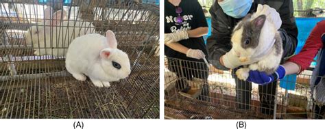 Molecular Detection And Association Of 12 1 Kb Deletion Within The High Mobility At‐hook 2 Gene