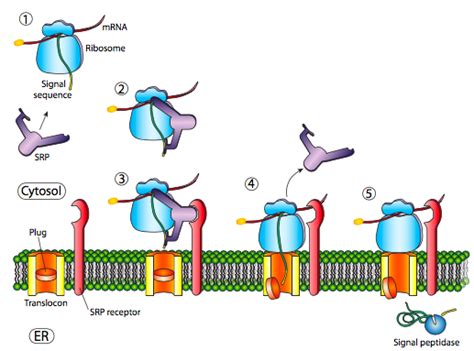 “chapter 9 Protein Trafficking” In “fundamentals Of Cell Biology” On