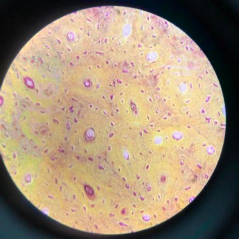 Histology Practical Exam Flashcards Quizlet
