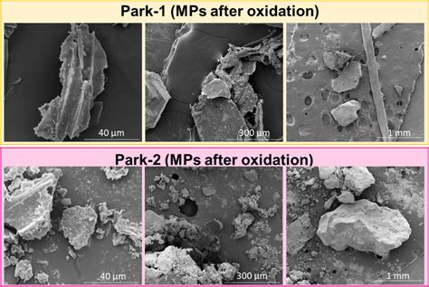 Representative Scanning Electron Microscopies Demonstrating Examples Of