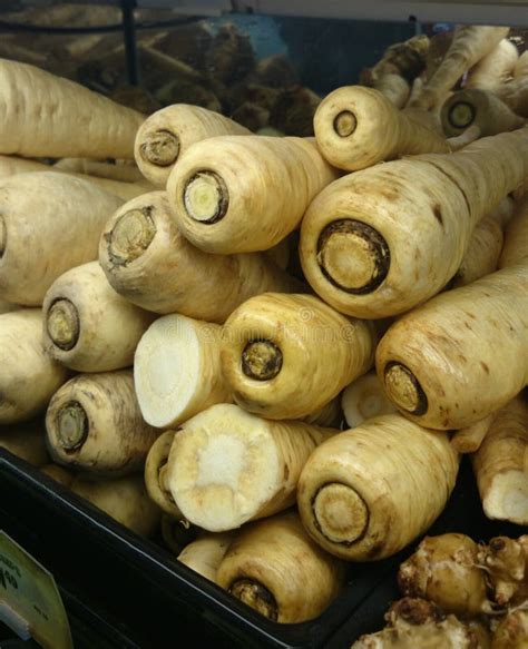 Parsnip Pastinaca Sativa Stock Image Image Of Long 48590169