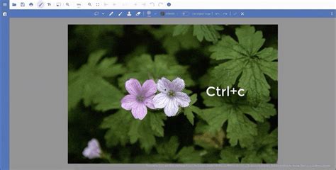 How A Cross Platform Javascript Image Viewer Improves Medical Imaging Mescius Inc Posted On