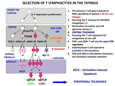 Ppt Differentiation And Maturation Of T Cells In The Thymus