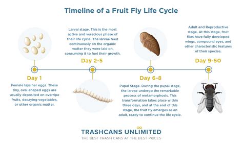 Fruit Fly Pupae